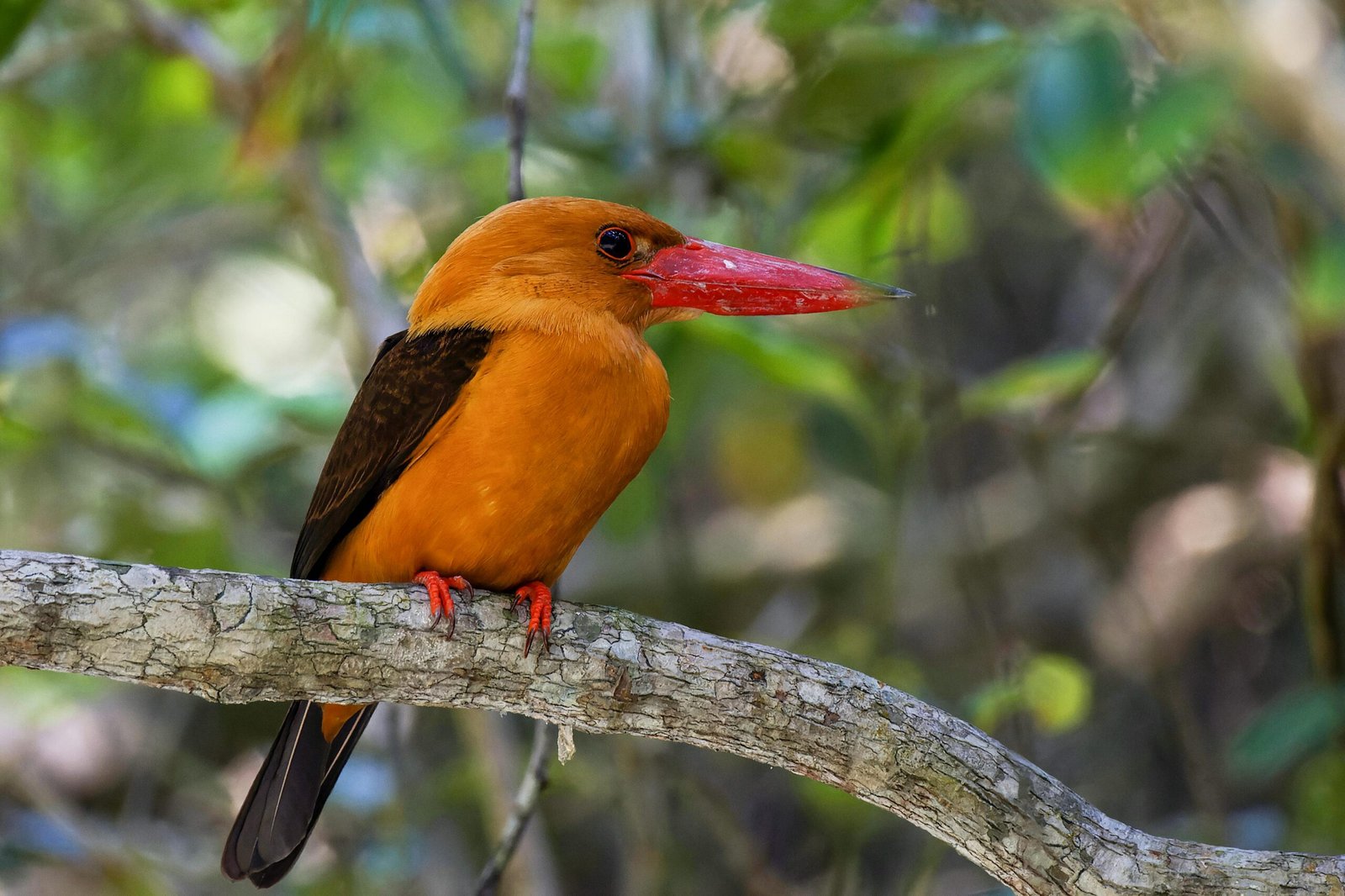 One-Day Sundarban National Park Water Safari Tour from Kolkata (via ...